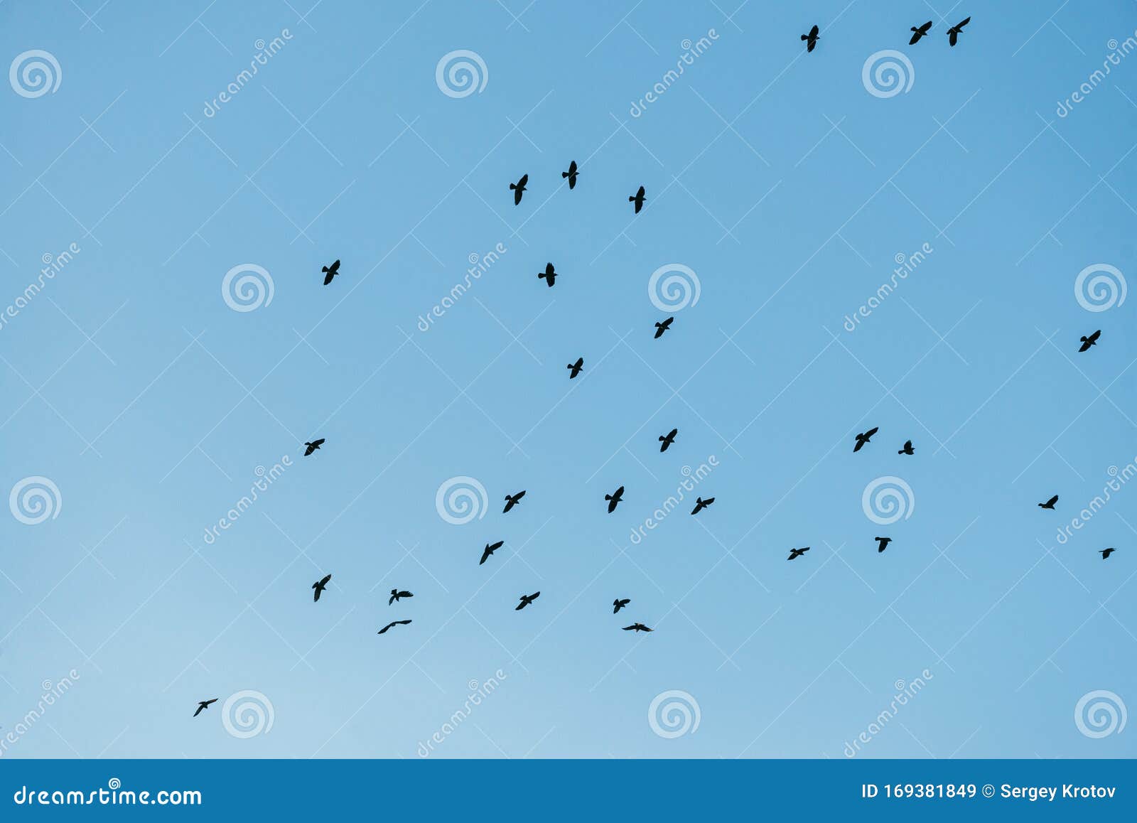 A Flock of Black Crows Flying and Circling Against the Blue Sky. Look ...