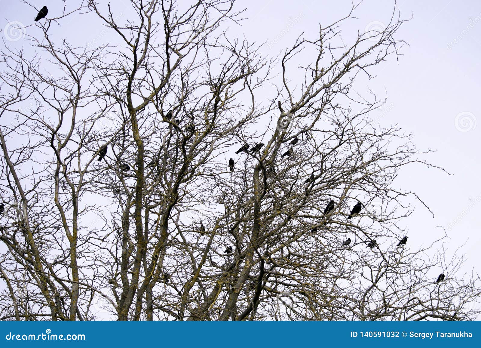 Black crows in tree stock photo. Image of branches, crow - 140591032