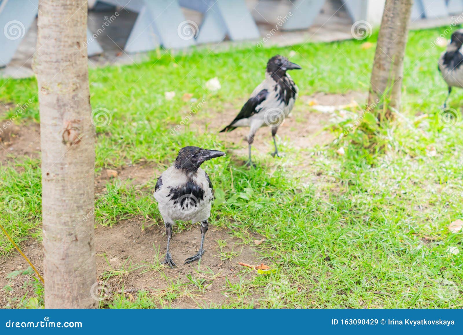 Flock of Black and Grey Crows in the Park Stock Image - Image of beak ...