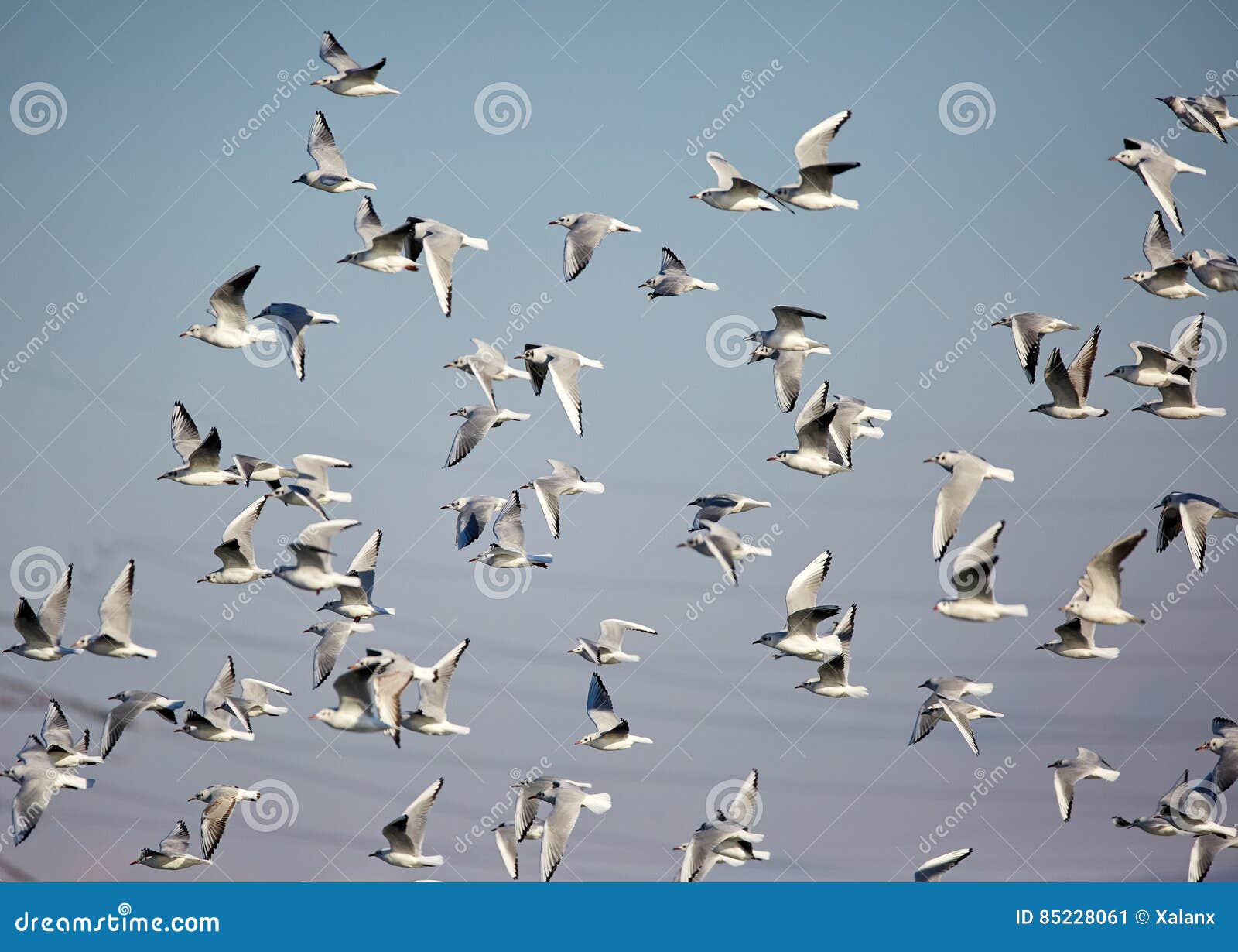 Flock of Black Headed Gulls in Flight Stock Image - Image of wild ...