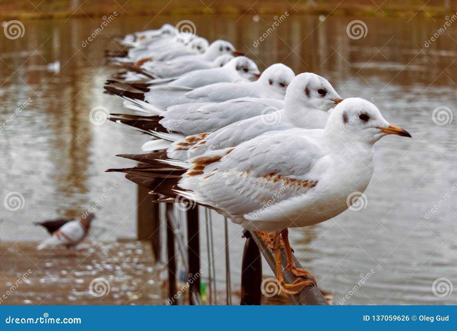 Flock of Black-headed Gulls Stock Photo - Image of blue, river: 137059626