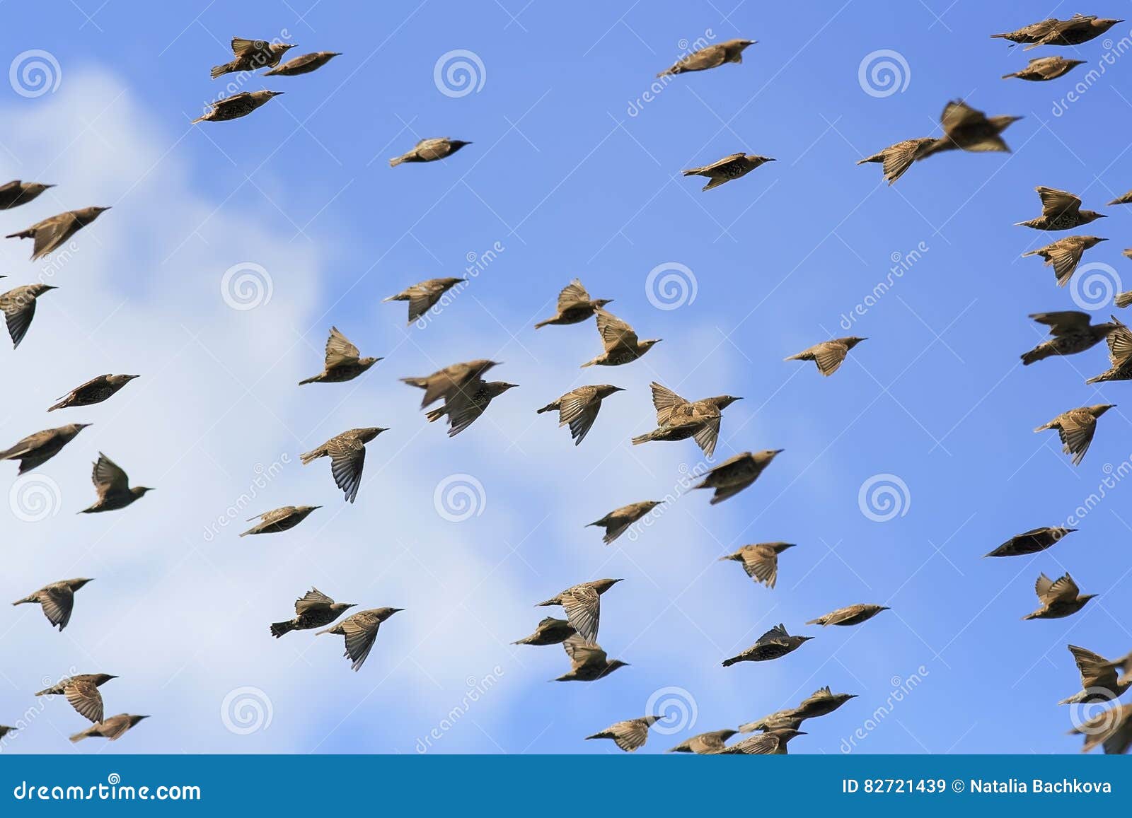 Starling flocks flying - tewscoastal
