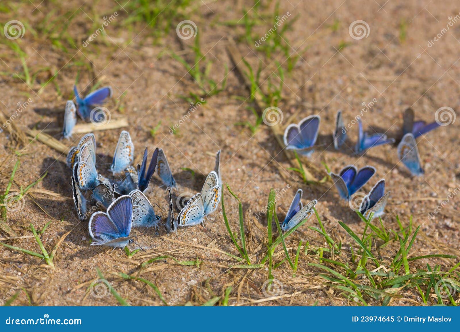 Flock of blue butterflies stock image. Image of flock - 23974645