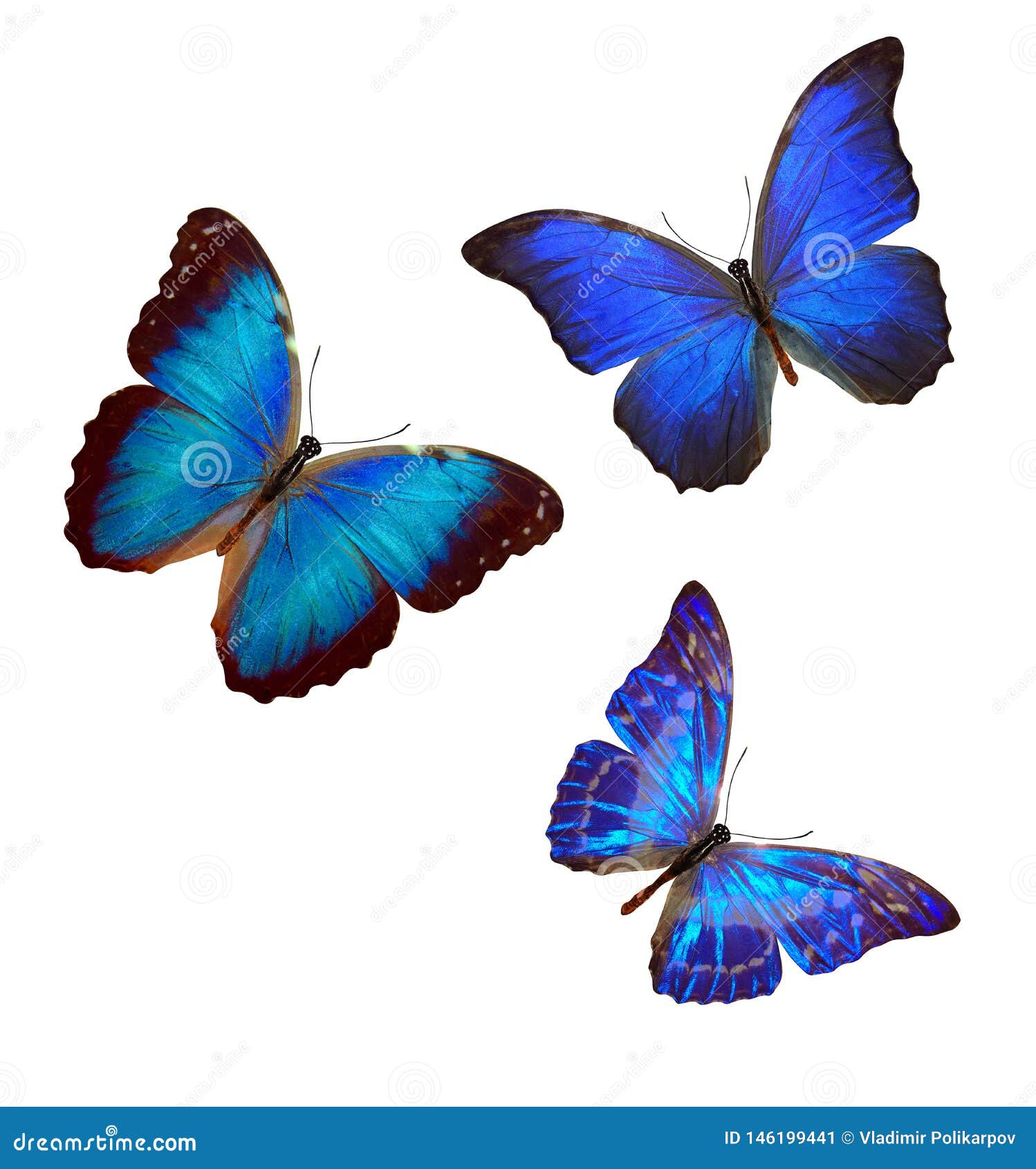Flock of Blue Butterflies Isolated on White Stock Illustration ...