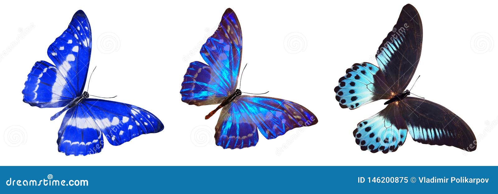 Flock of Blue Butterflies Isolated on White Stock Image - Image of ...