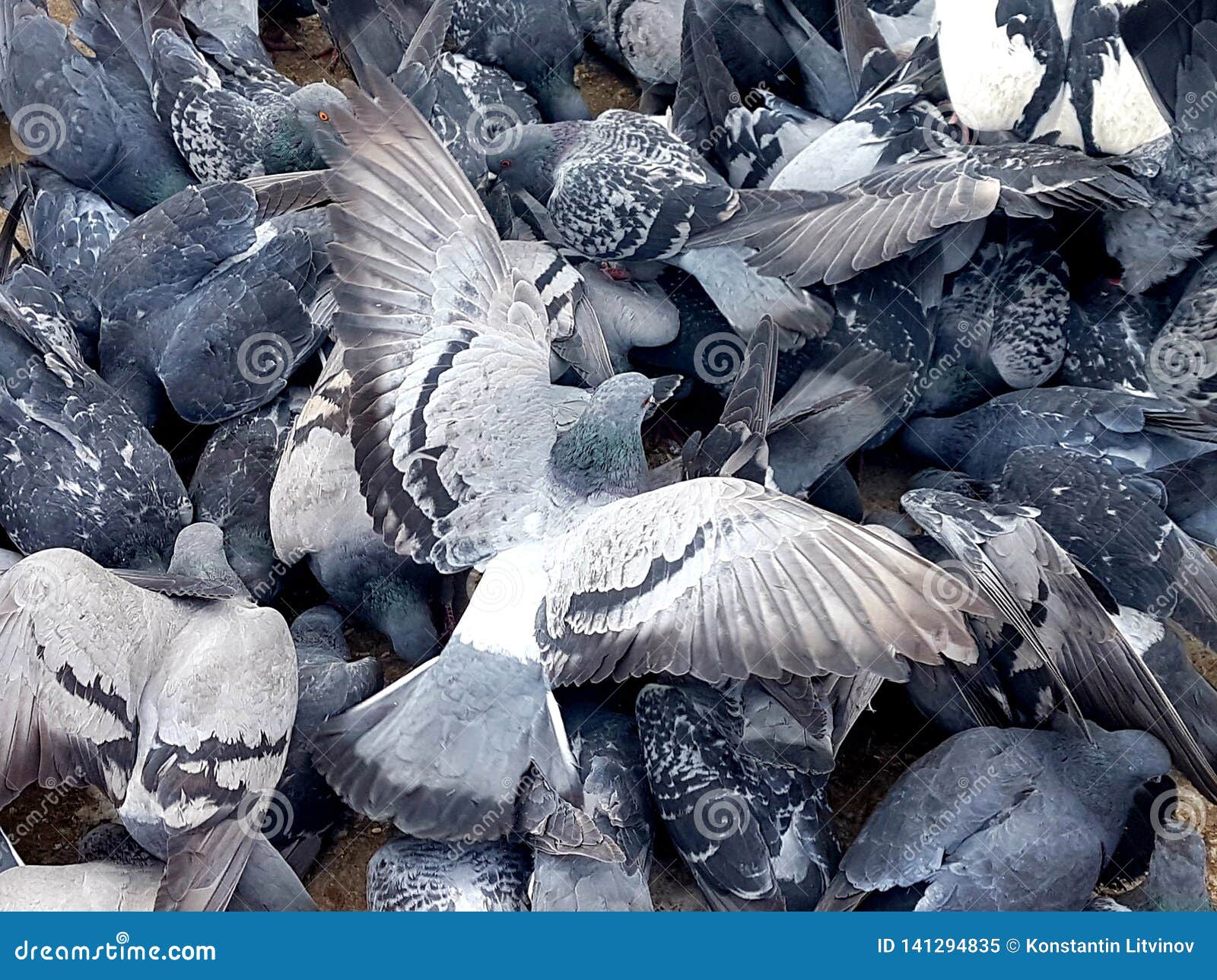 A Flock of Blue Doves, Wings Spread Wide Stock Image - Image of leisure ...