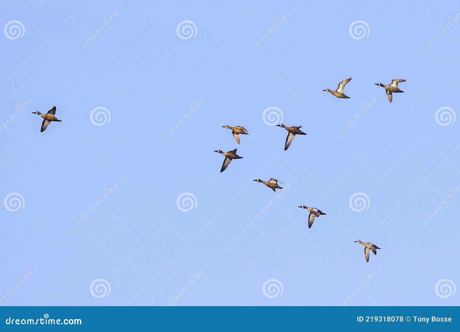 Blue-Winged Teal Ducks Flying in Formation Stock Photo - Image of fauna ...