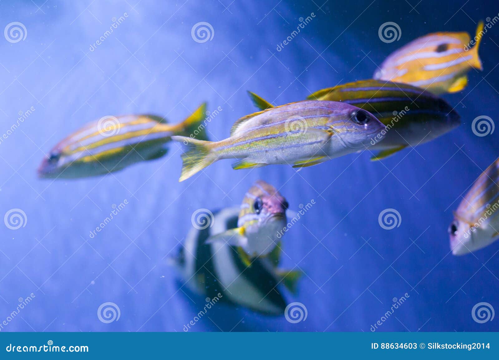 Flock of Bluestriped Snappers Stock Image - Image of snorkeling ...