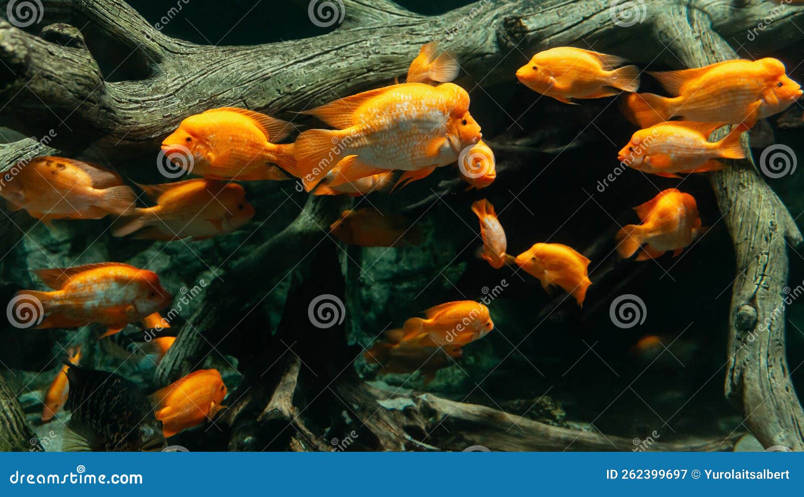 Flock of Bright Fish in a Marine Aquarium. Stock Image - Image of deep ...