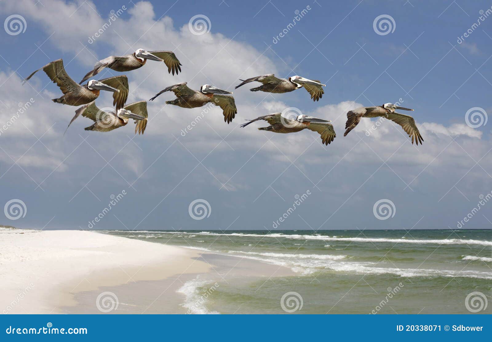 Flock of Brown Pelicans Flying Over Florida Beach Stock Image - Image ...