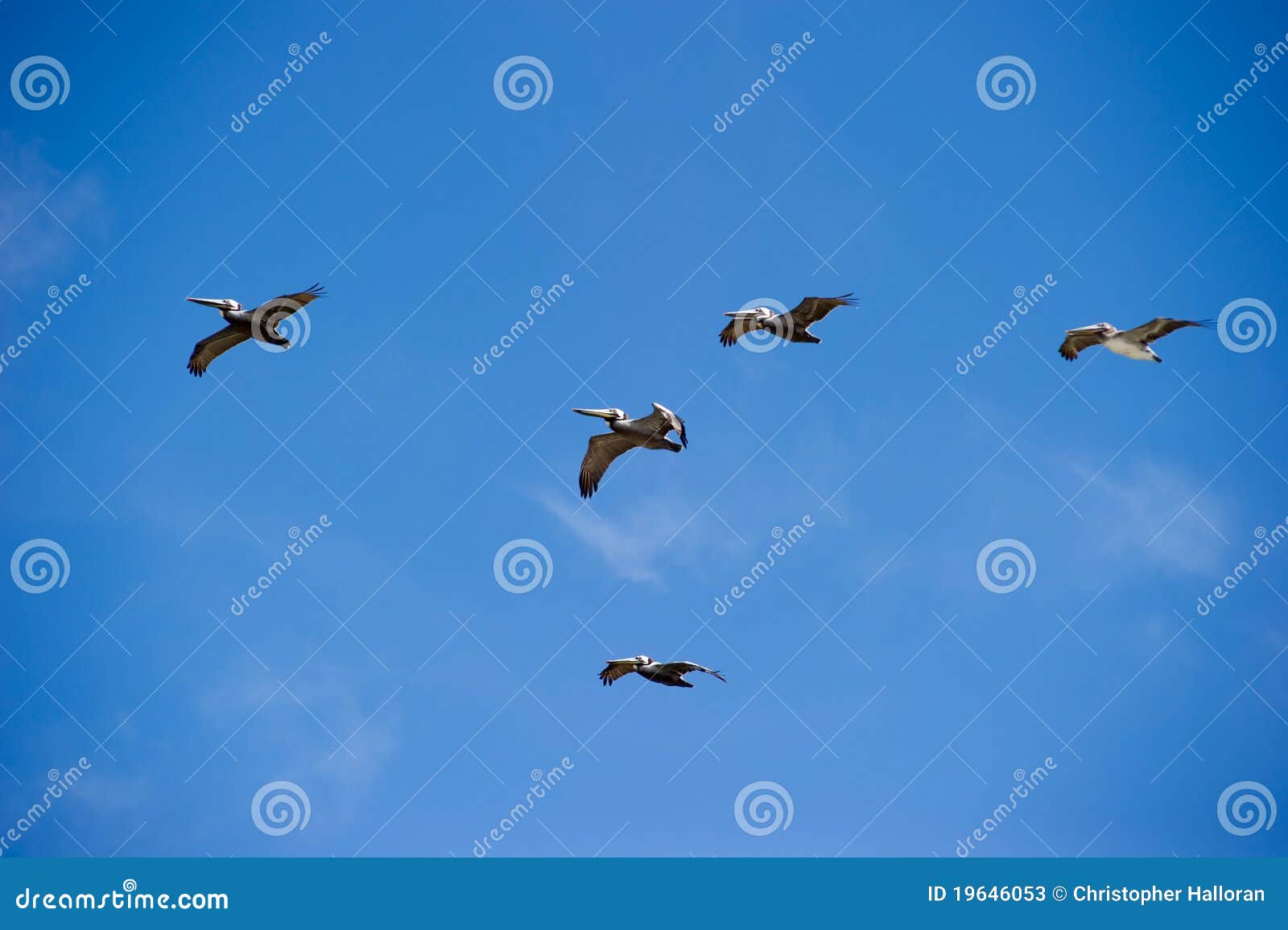 Flock of Brown Pelicans (pelecanus Occidentalis) Stock Image - Image of ...