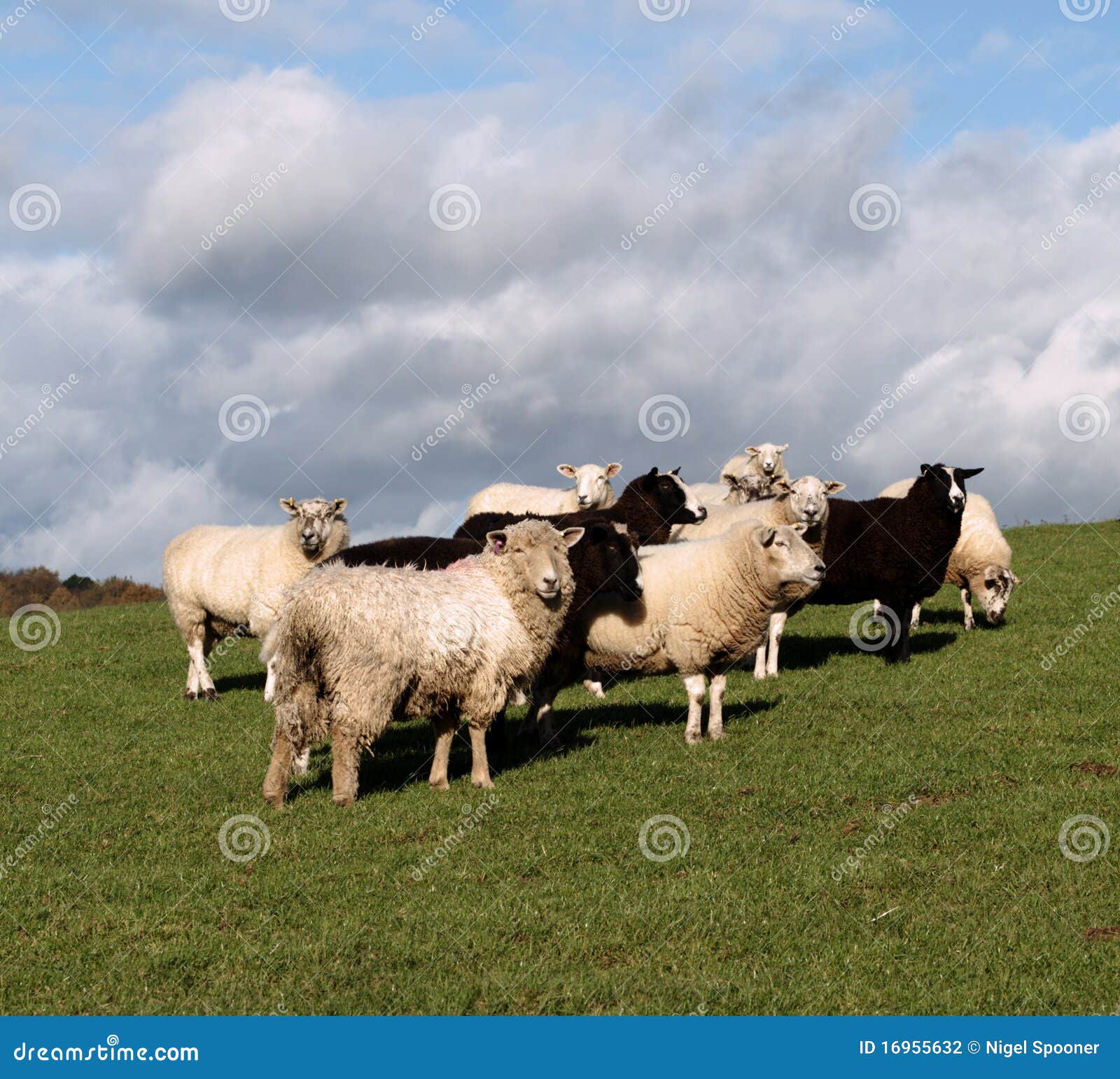 A Brown Zwartbles Rare Breed Sheep Royalty-Free Stock Photography ...