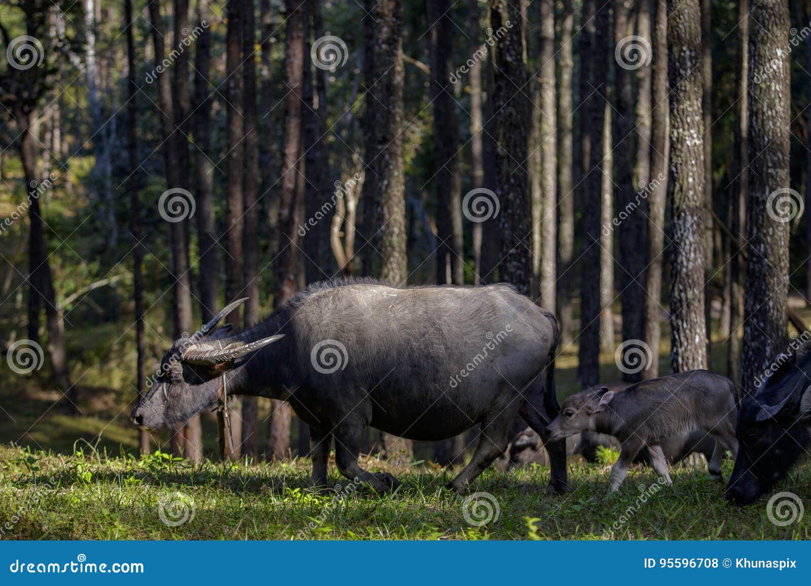 Flock of Buffalo Family in Pine Wood Stock Photo - Image of mammal ...