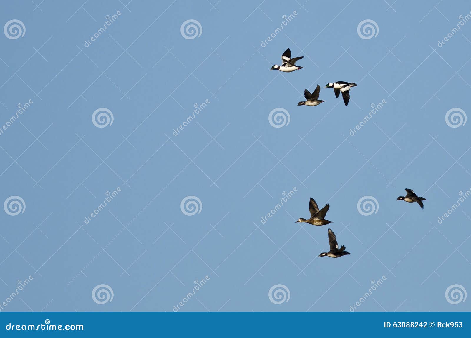 Flock of Bufflehead Ducks Flying in a Blue Sky Stock Photo - Image of ...
