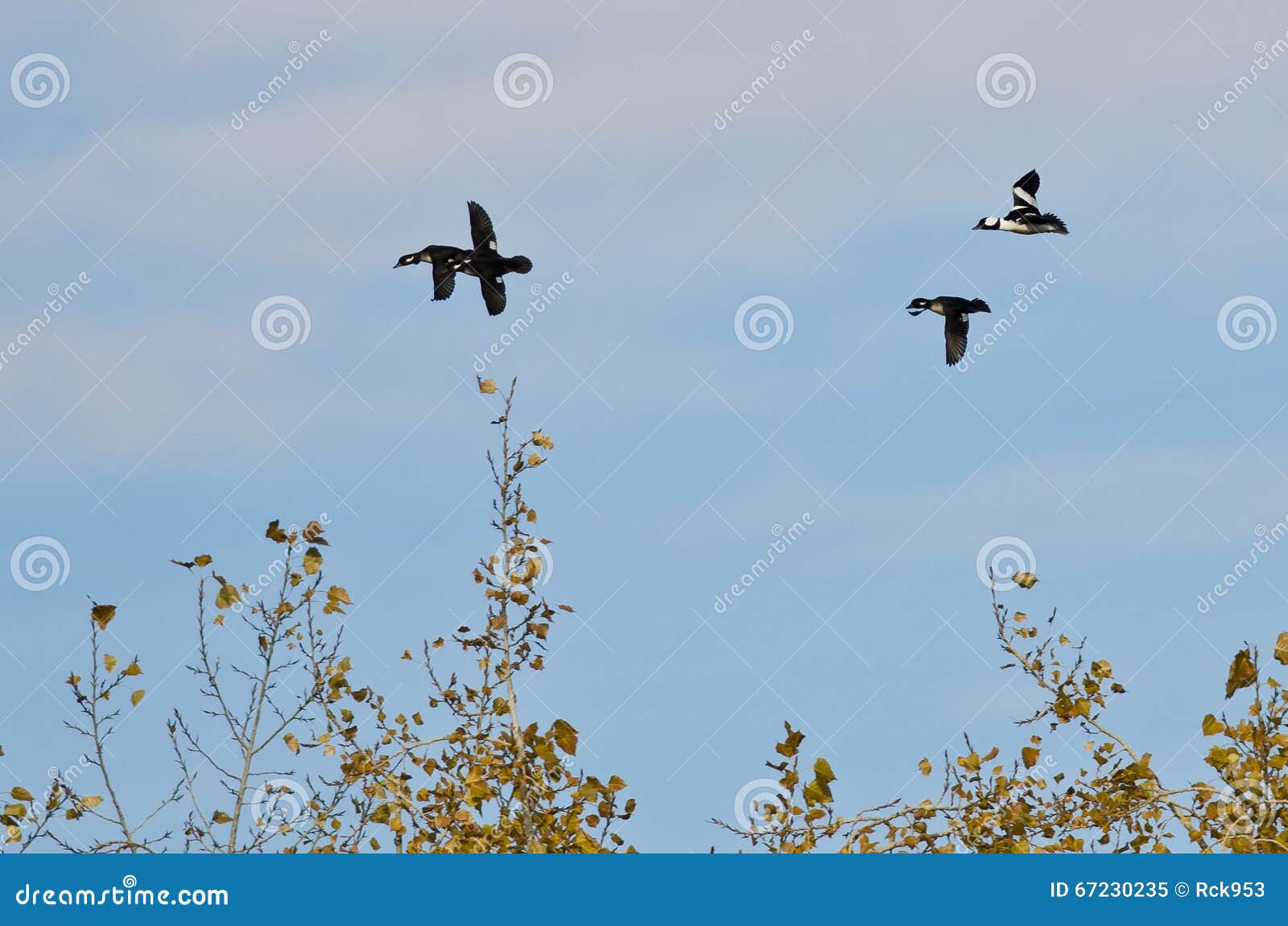 Flock of Bufflehead Ducks Flying Low Over the Trees Stock Image - Image ...