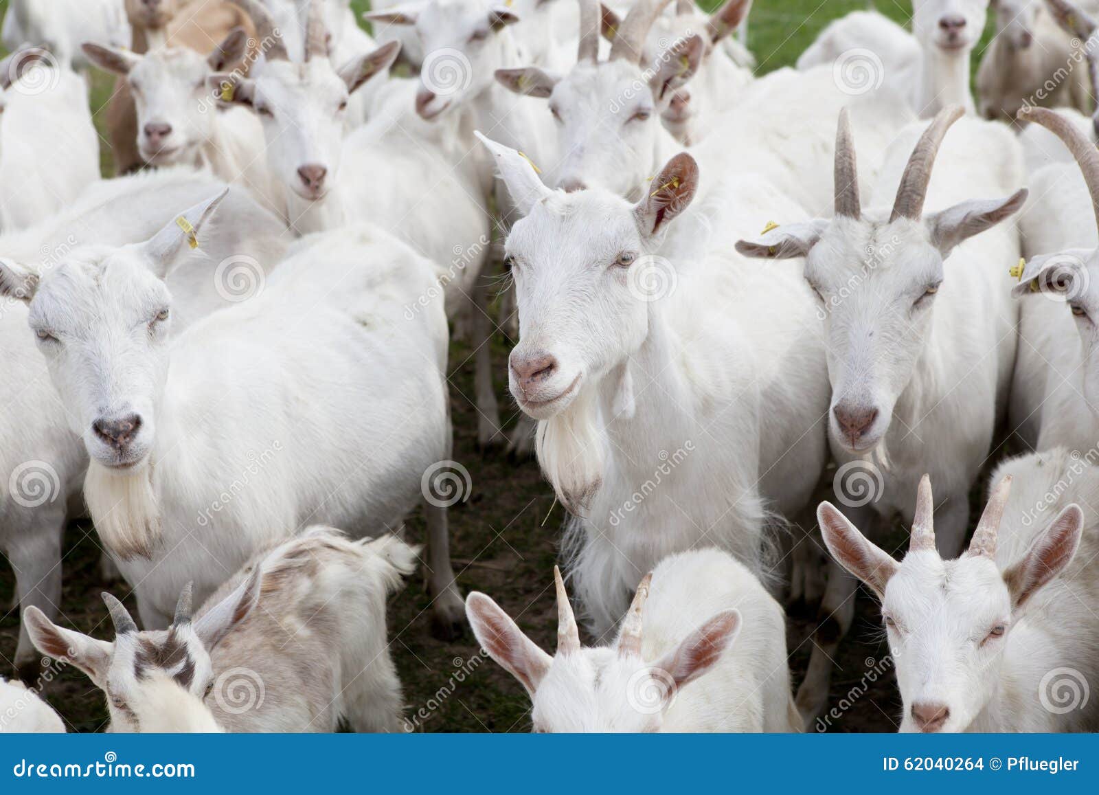 Flock Buren goats stock photo. Image of tame, group, pasture - 62040264