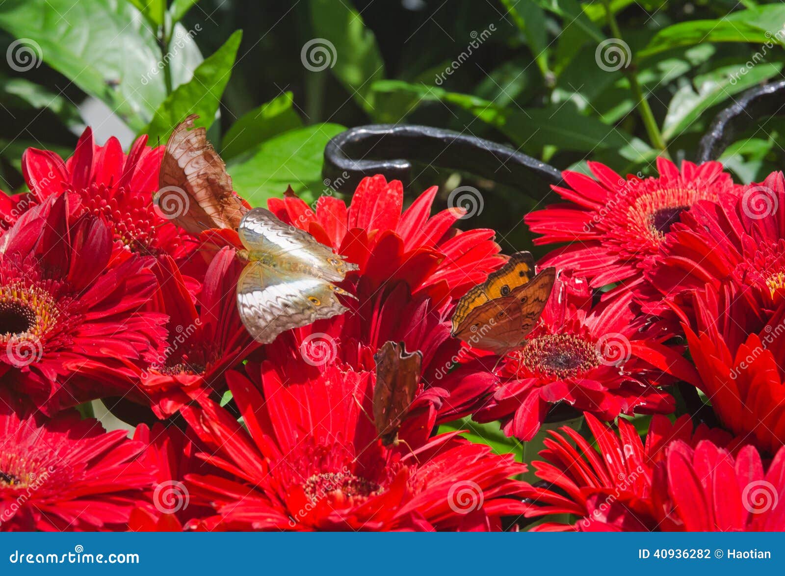 A flock of butterflies stock photo. Image of flutter - 40936282