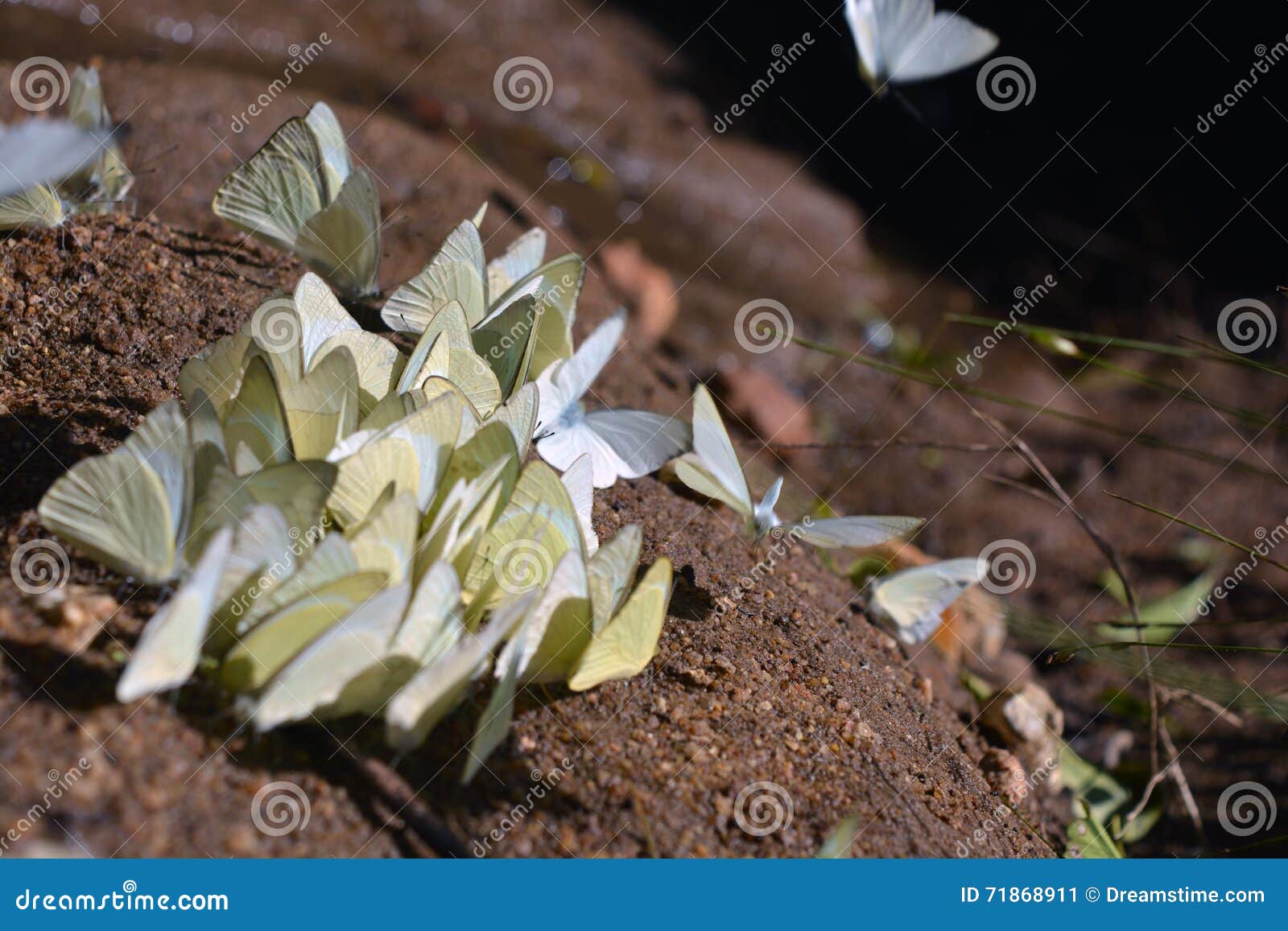 Flock of butterflies stock image. Image of butterflies - 71868911