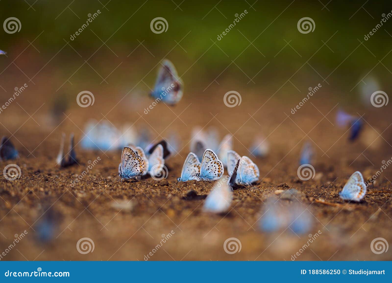 A Flock of Butterflies Shot Closeup Stock Photo - Image of outside ... A Flock of Butterflies Shot Closeup Stock Photo - Image of outside ...