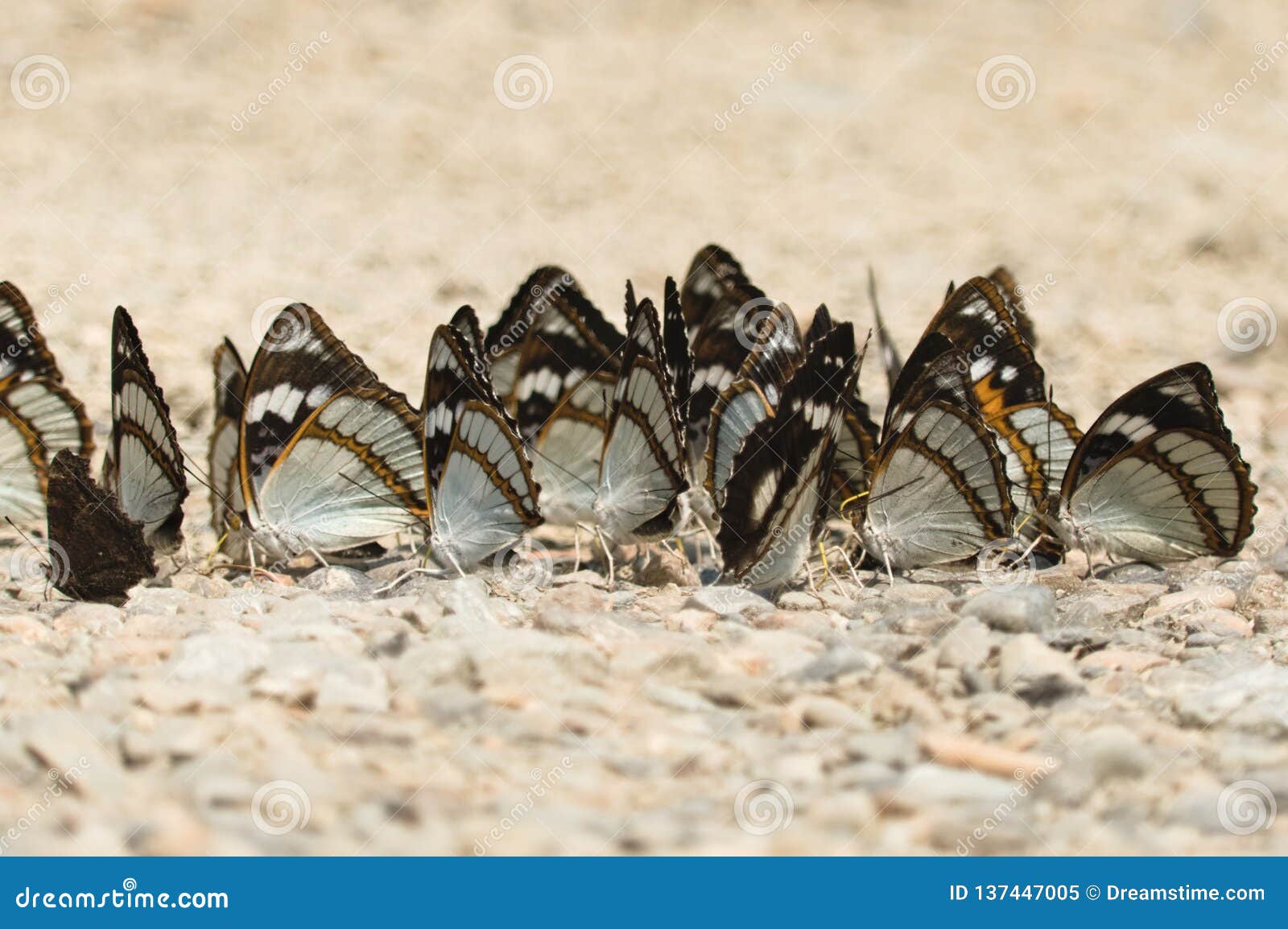 A Flock of Butterflies Sitting on the Ground Stock Image - Image of ...