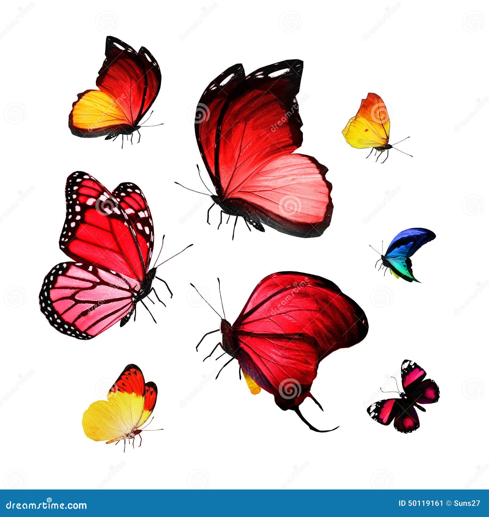 Flock of butterflies stock image. Image of present, natural - 50119161 Flock of butterflies stock image. Image of present, natural - 50119161