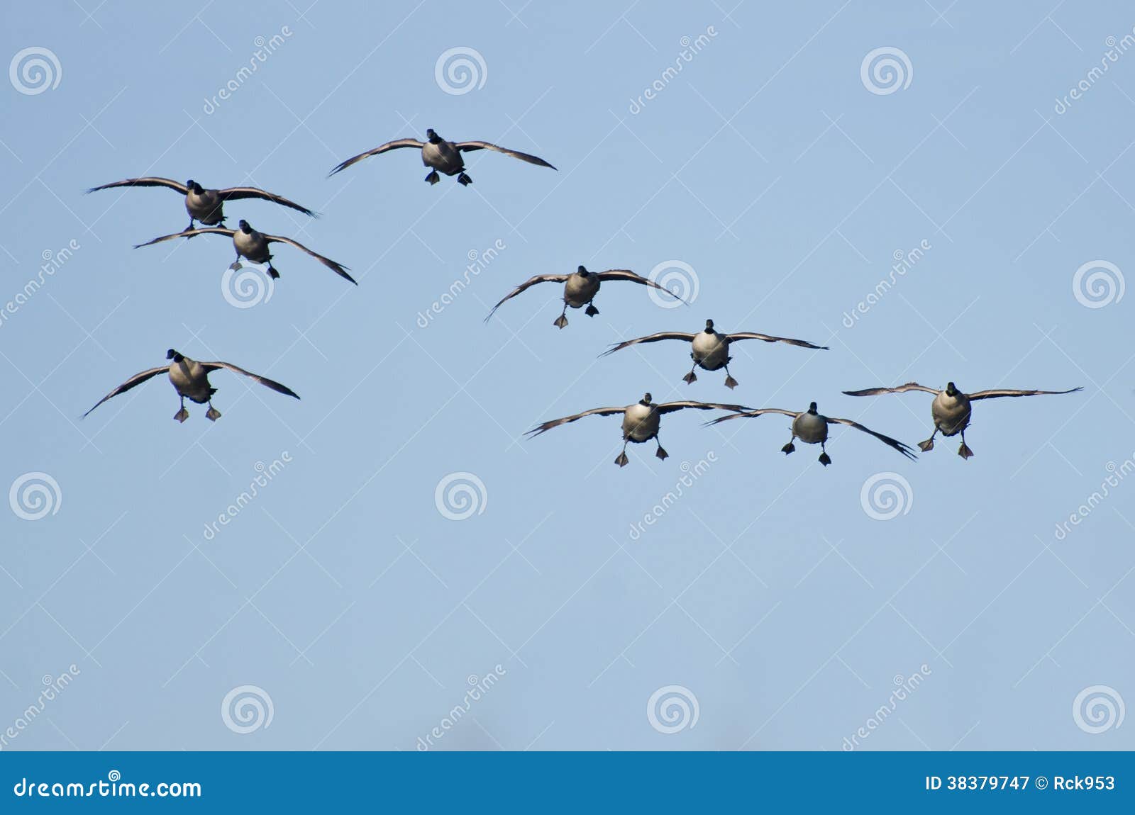Flock of Canada Geese Coming Down for Landing Stock Image - Image of ...