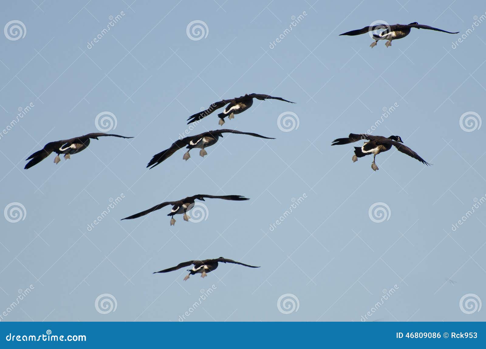 Flock of Canada Geese Coming Down for Landing Stock Photo - Image of ...