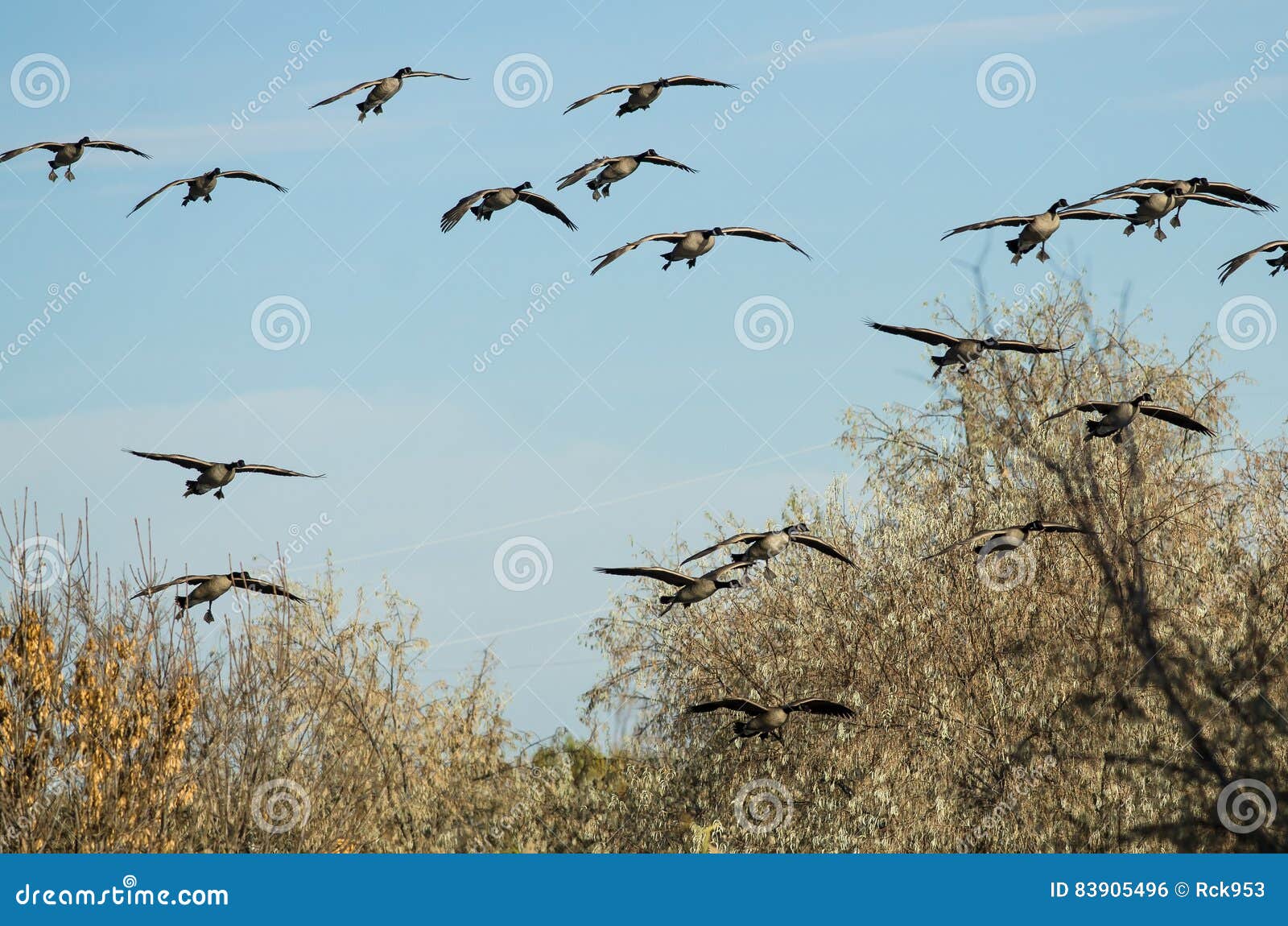 Flock of Canada Geese Coming in for a Landing in the Marsh Stock Photo ...