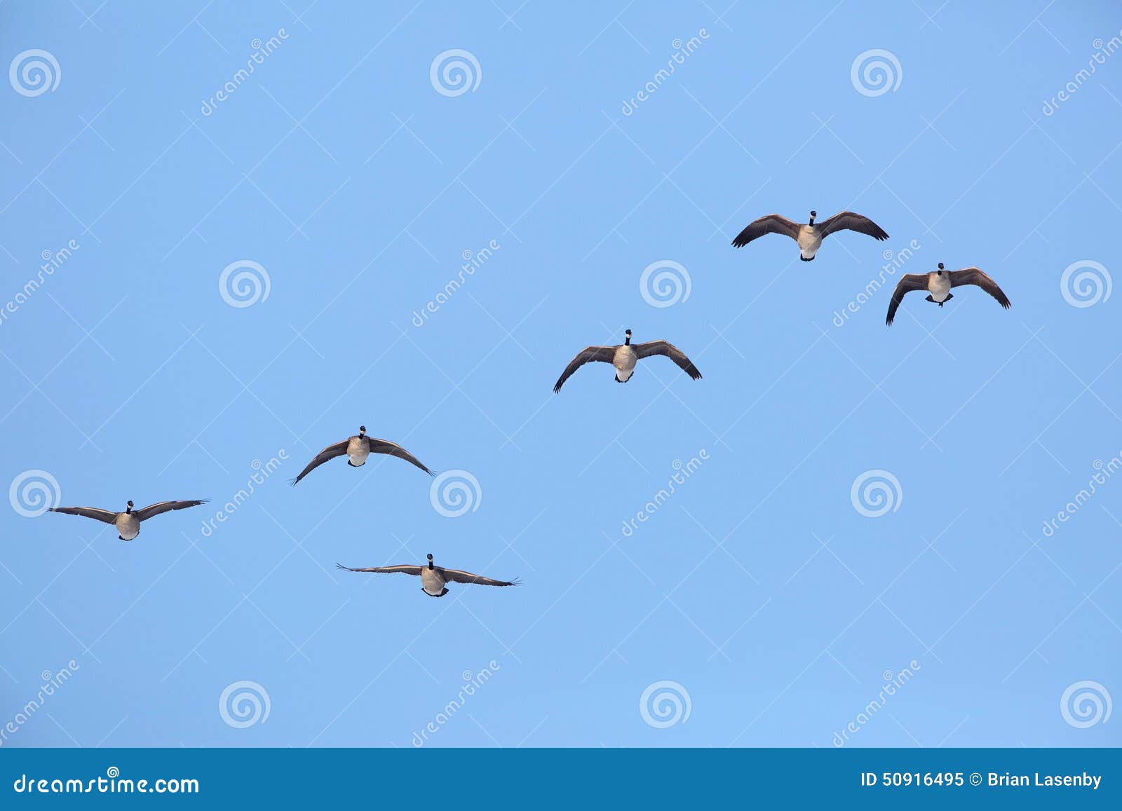 Flock of Canada Geese in Flight Stock Image - Image of united, goose ...