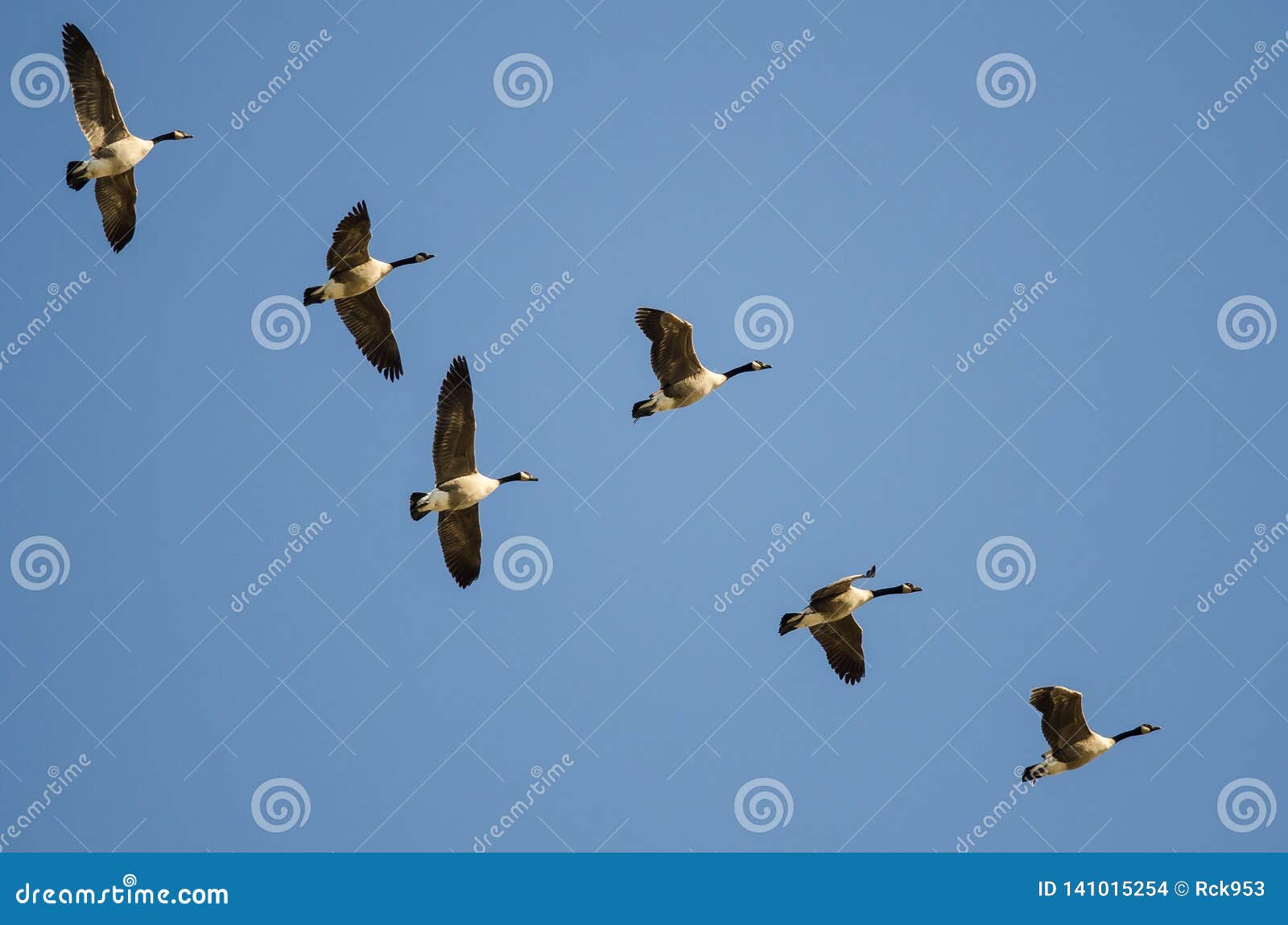 Flock of Canada Geese Flying in a Blue Sky Stock Photo - Image of group ...