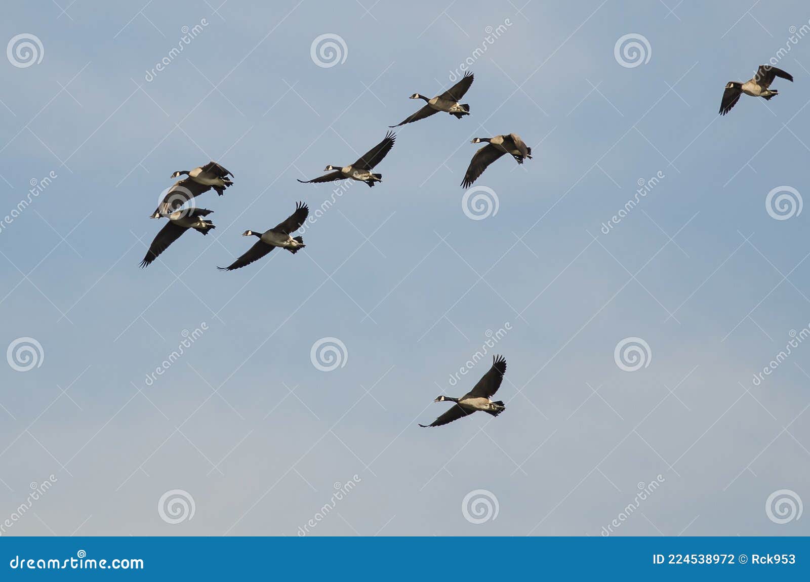 Flock of Canada Geese Flying in a Blue Sky Stock Photo - Image of ...