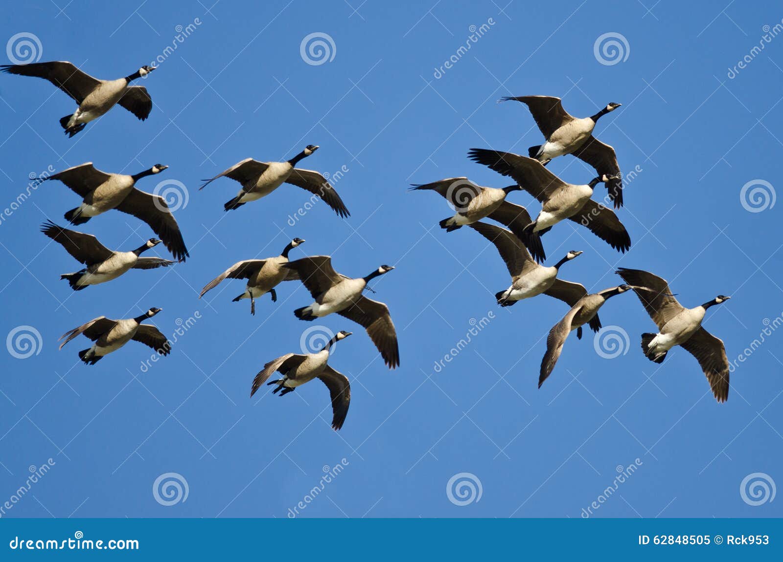 Flock of Canada Geese Flying in a Blue Sky Stock Image - Image of bird ...