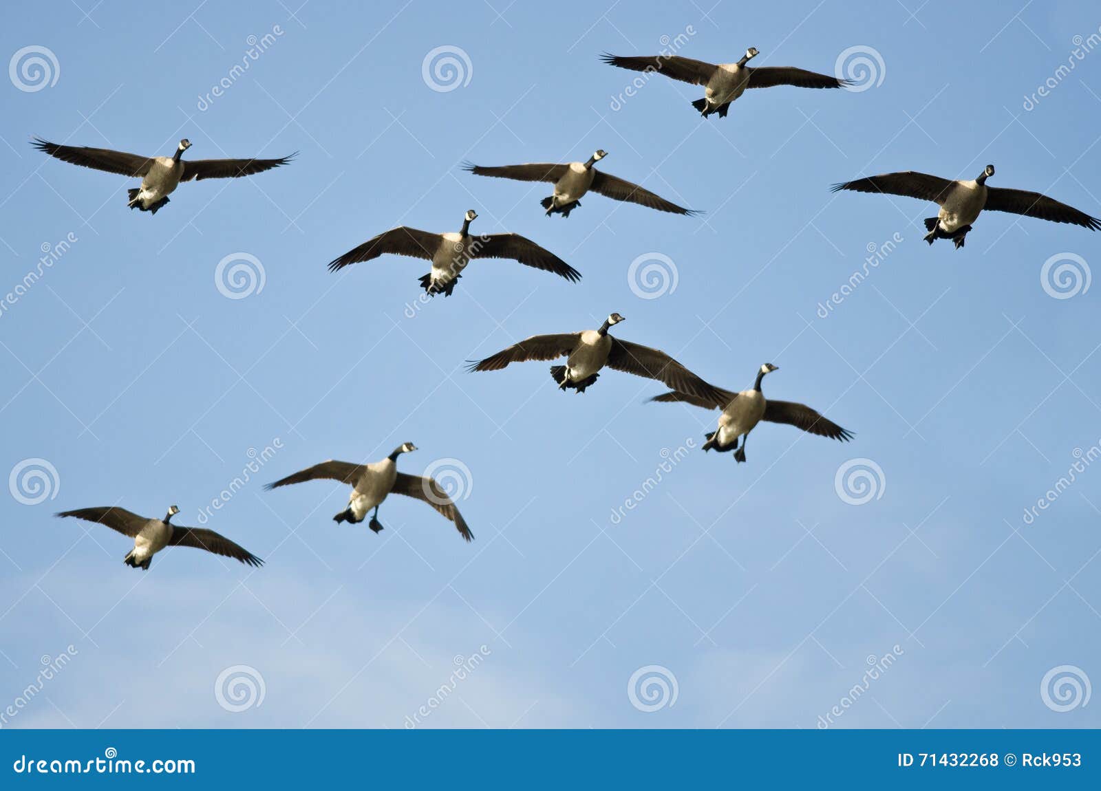 Flock of Canada Geese Flying in a Blue Sky Stock Photo - Image of ...