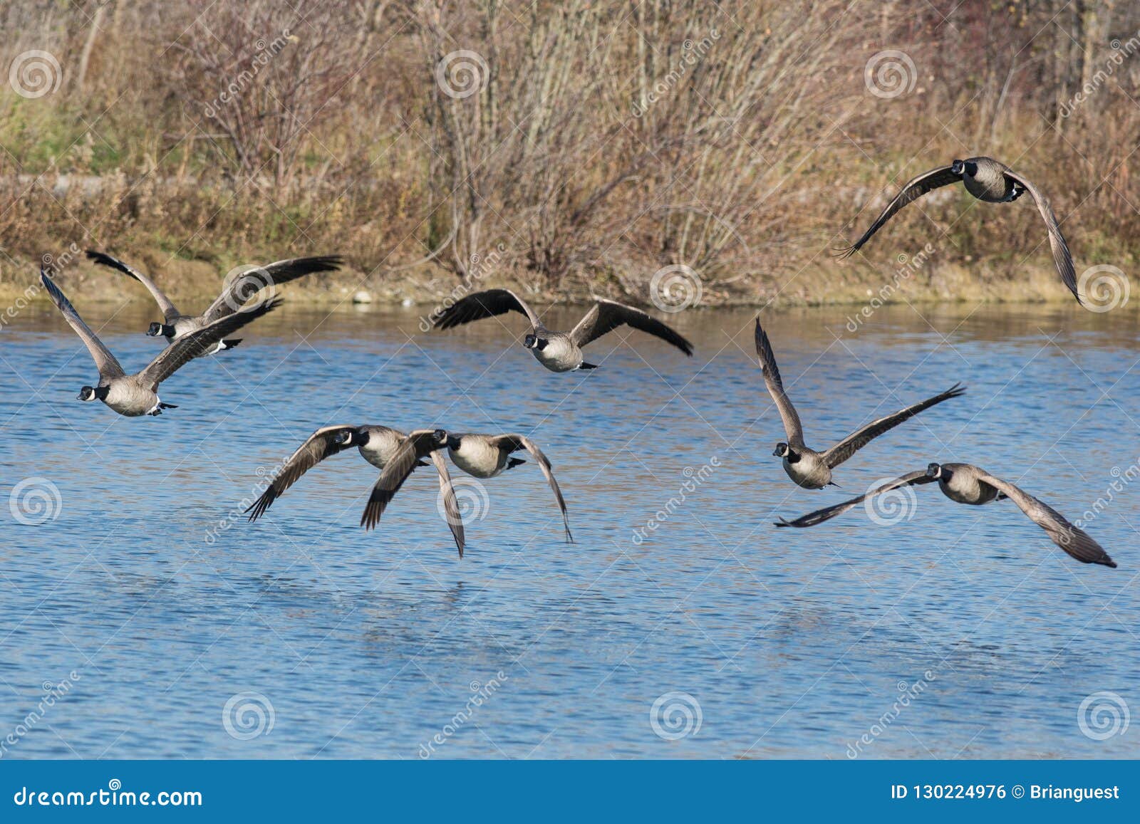 Flock of Canada Geese Flying Low Over a Pond Stock Photo - Image of ...