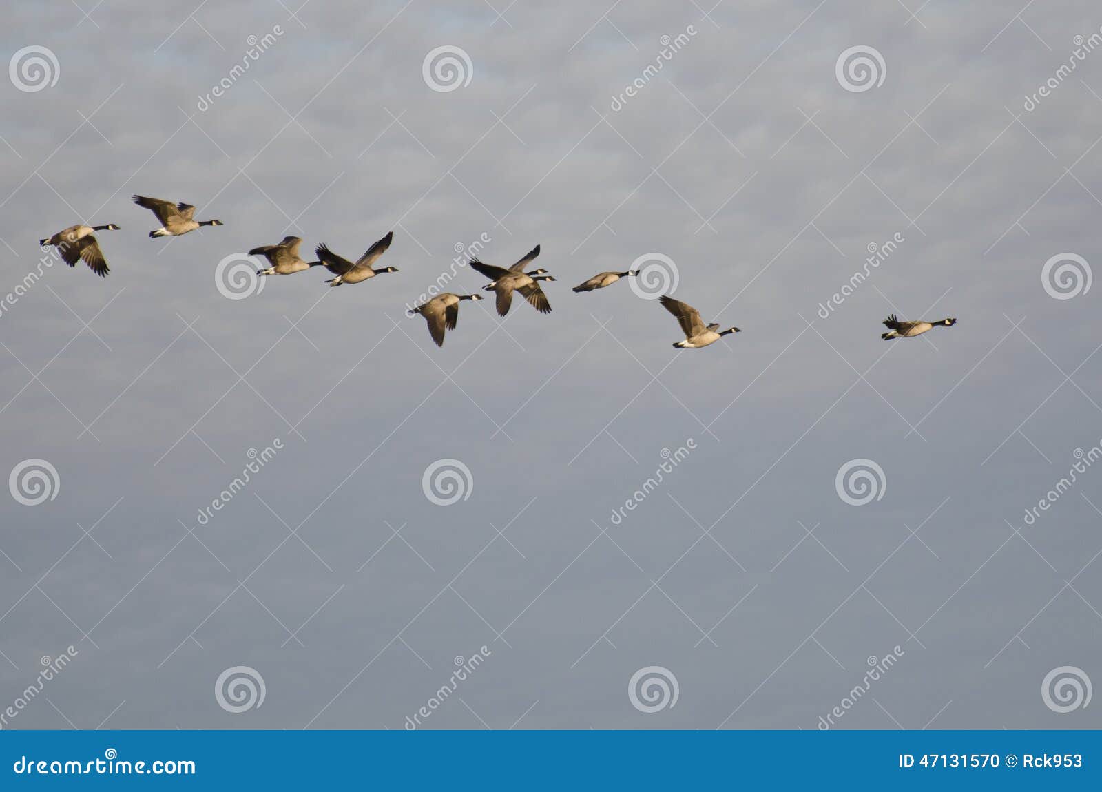 Flock of Canada Geese Flying in the Morning Sky Stock Photo - Image of ...