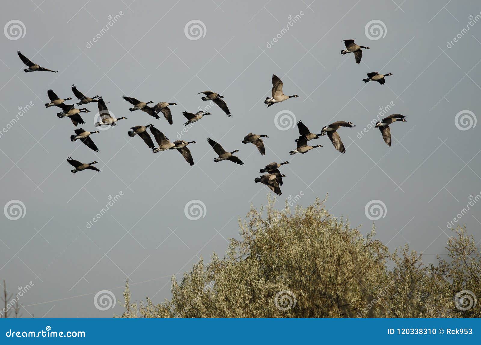 Flock of Canada Geese Flying Over the Autumn Marsh Stock Photo - Image ...