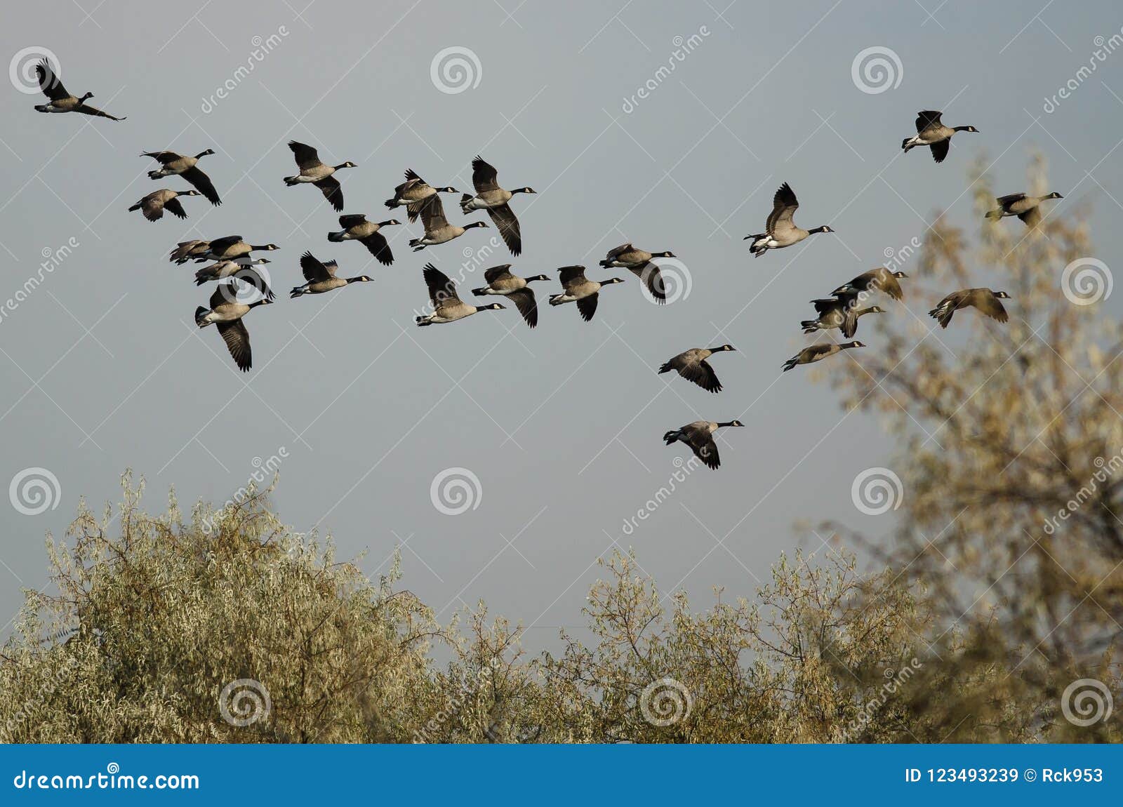 Flock of Canada Geese Flying Over the Autumn Marsh Stock Image - Image ...