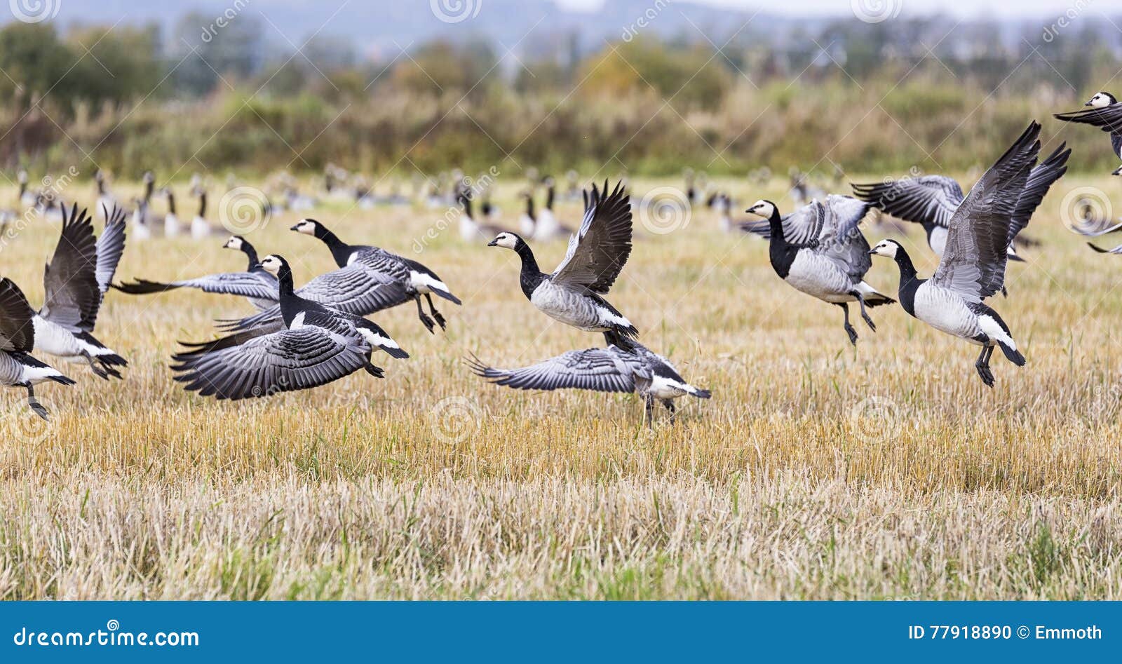 Flock of Barnacle Geese Flying Stock Photo - Image of cloudy, field ...