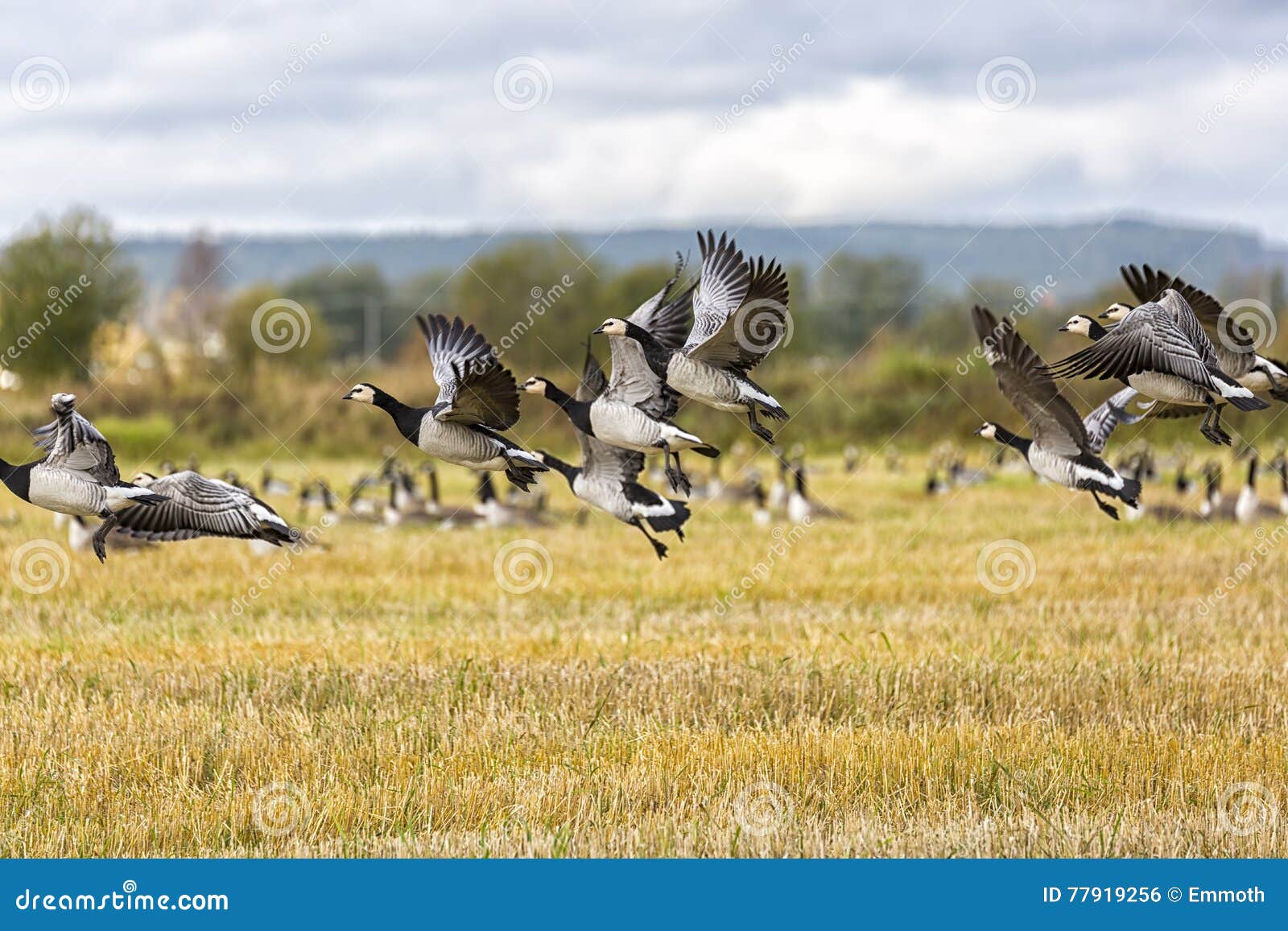 Flock of Barnacle Geese Flying Stock Photo - Image of birds, grass ...
