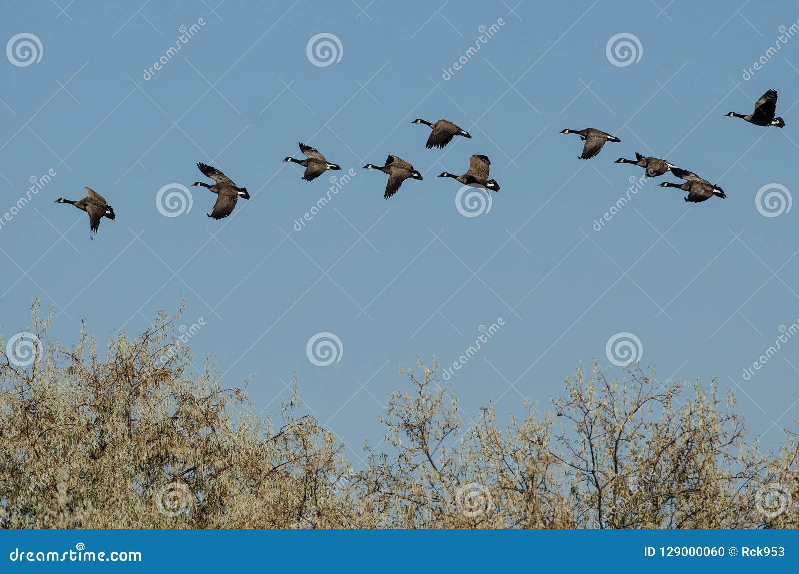 Flock of Canada Geese Flying Over the Marsh Stock Photo - Image of ...