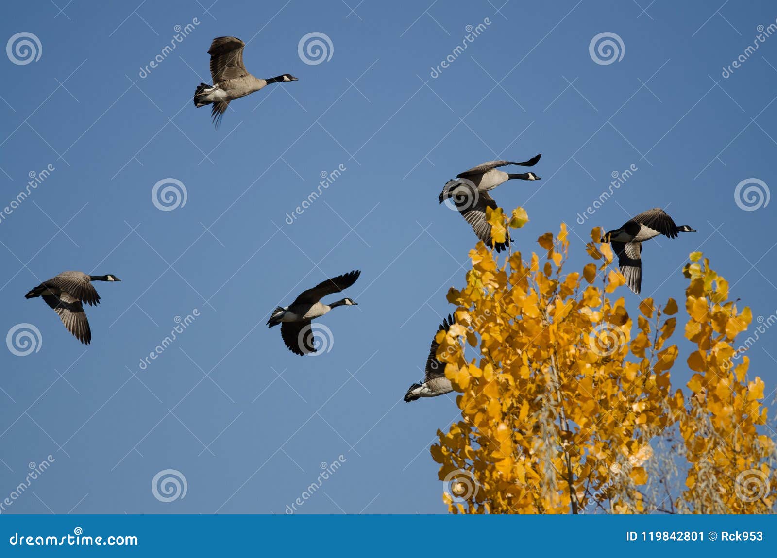 Flock of Canada Geese Flying Past a Golden Autumn Tree Stock Image ...