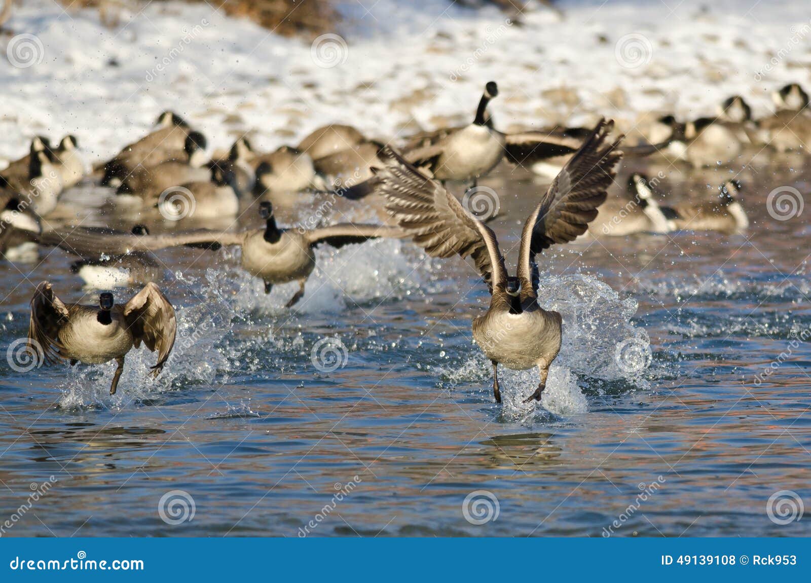 Flock of Canada Geese Taking Off from a Winter River Stock Photo ...