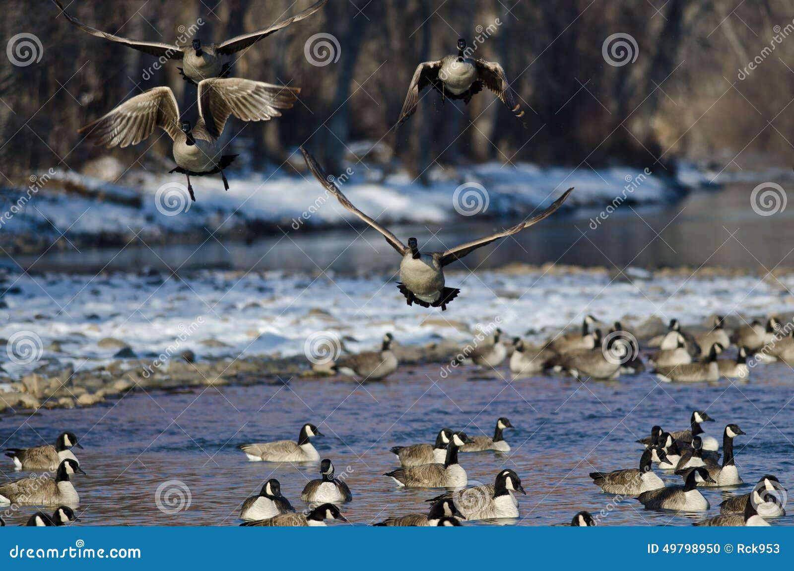 Flock of Canada Geese Taking Off from a Winter River Stock Photo ...