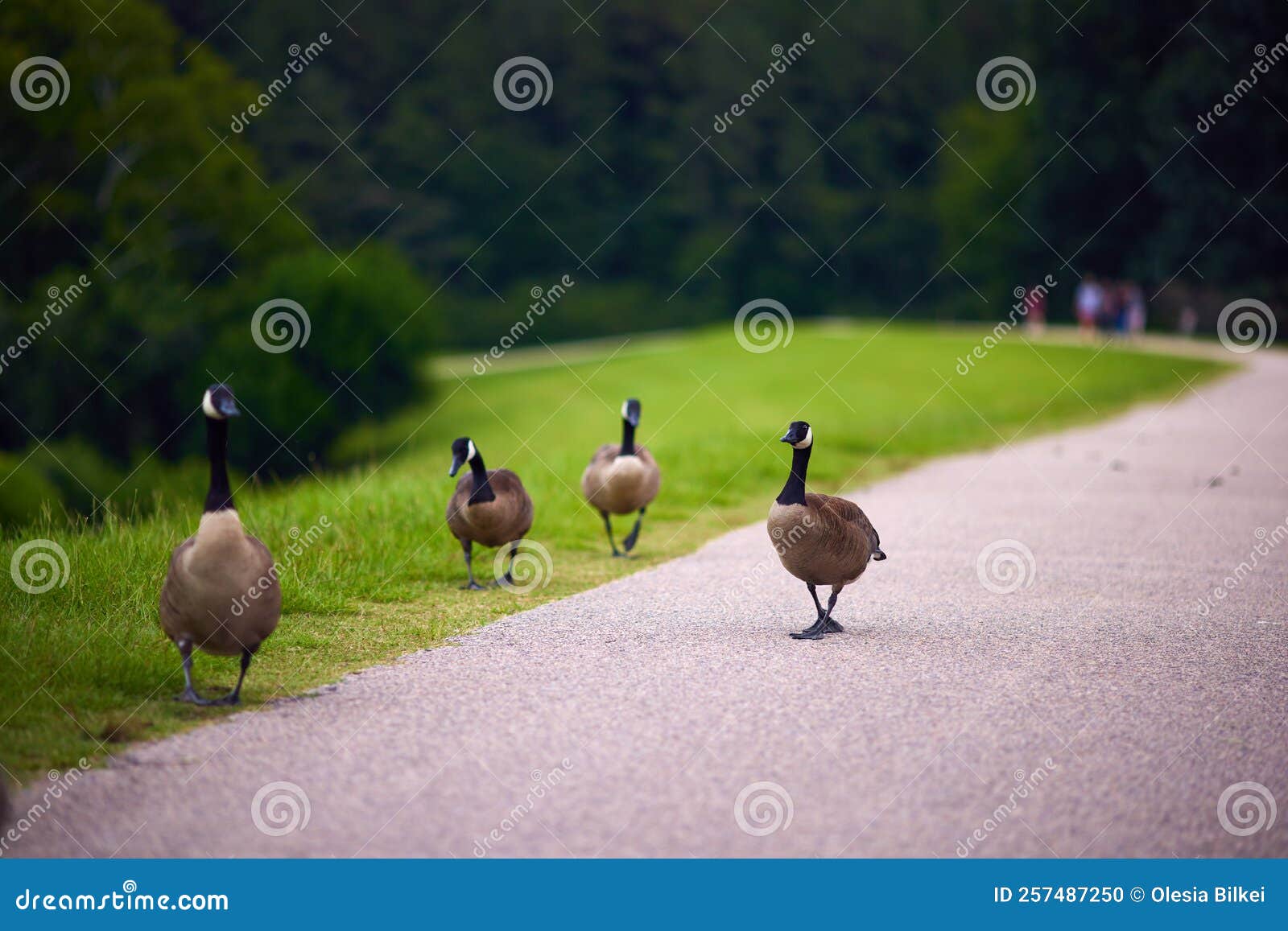 A Flock of Canada Geese Walking Across the City Park Stock Photo ...