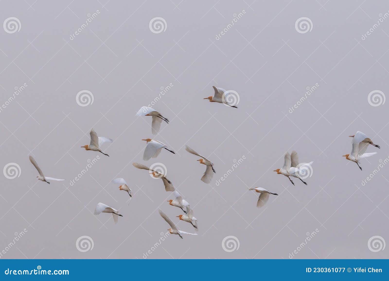 A Flock of Cattle Egrets are Flying in the Field Stock Image - Image of ...
