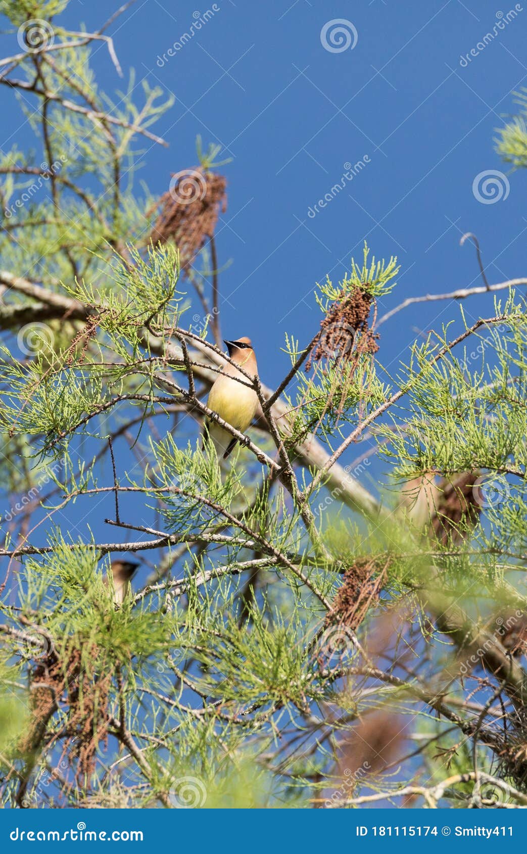 Flock of Cedar Waxwing Bird Bombycilla Cedrorum Perch on a Tree Stock ...
