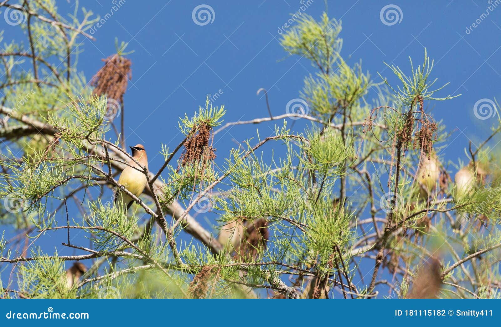 Flock of Cedar Waxwing Bird Bombycilla Cedrorum Perch on a Tree Stock ...
