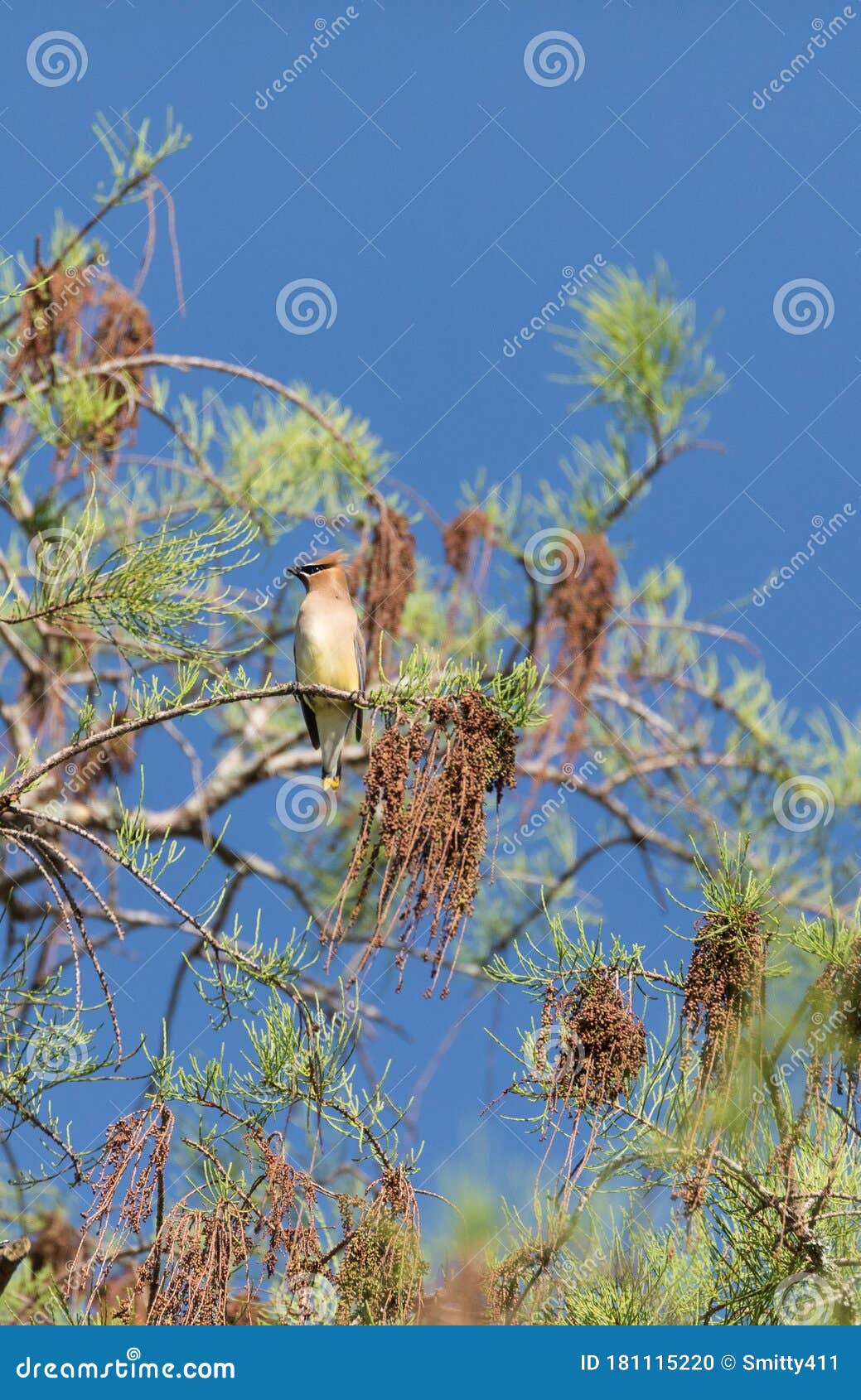 Flock of Cedar Waxwing Bird Bombycilla Cedrorum Perch on a Tree Stock ...
