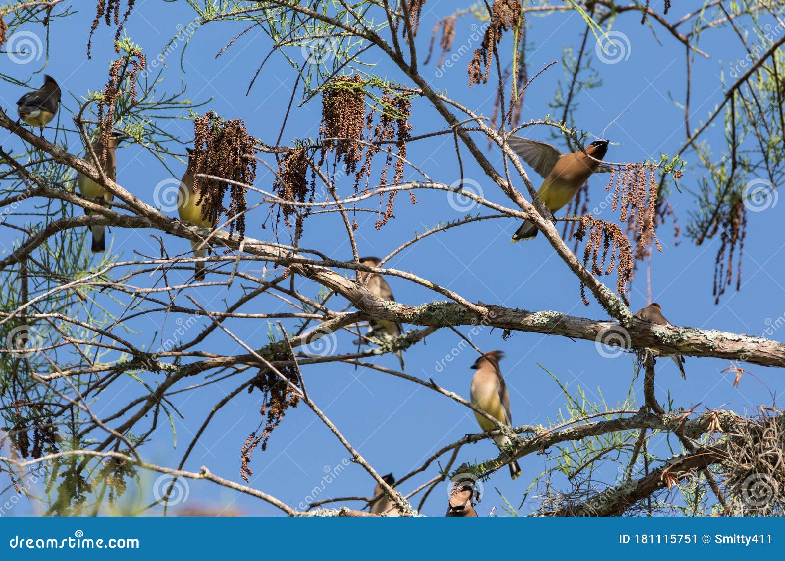 Flock of Cedar Waxwing Bird Bombycilla Cedrorum Perch on a Tree Stock ...