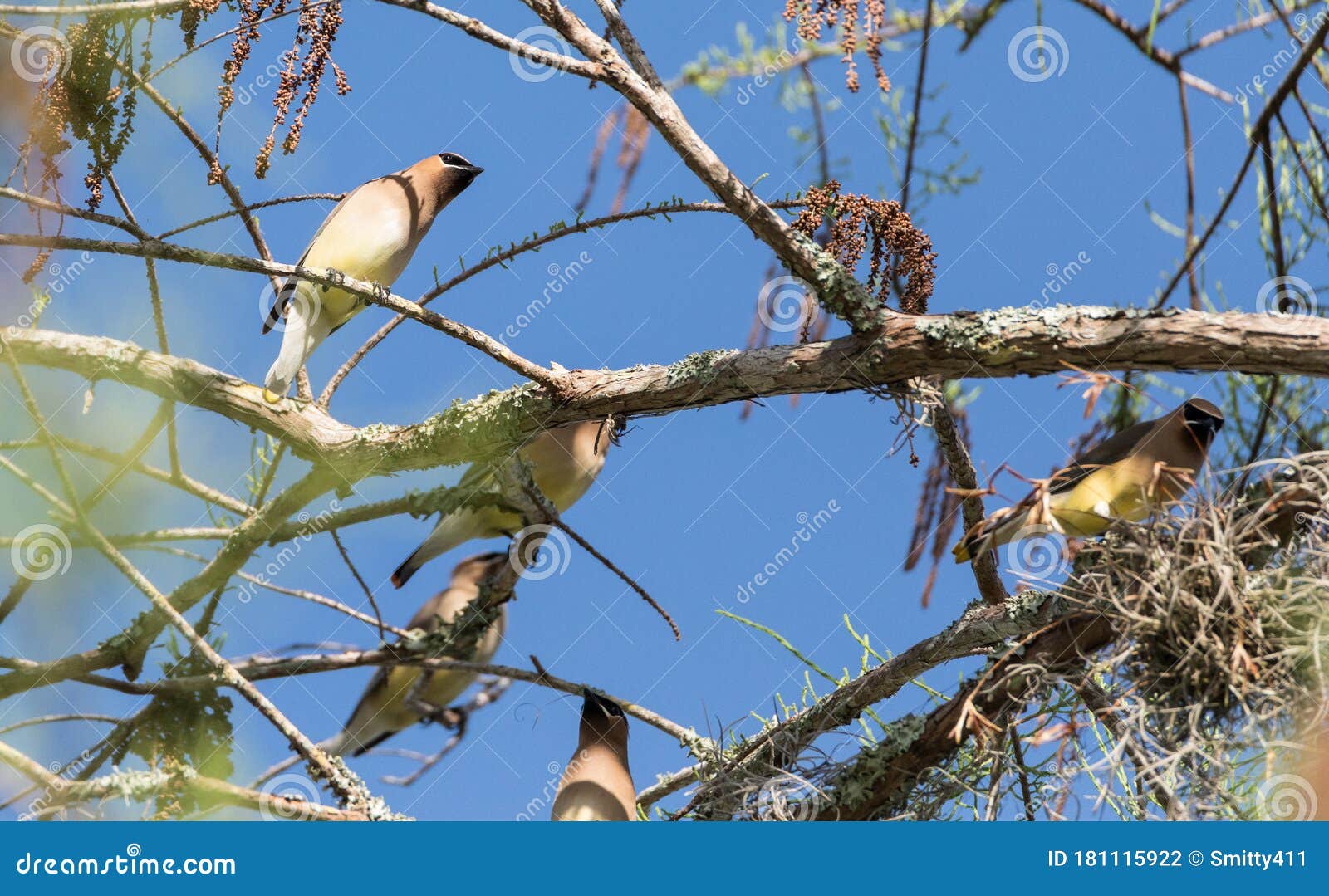 Flock of Cedar Waxwing Bird Bombycilla Cedrorum Perch on a Tree Stock ...